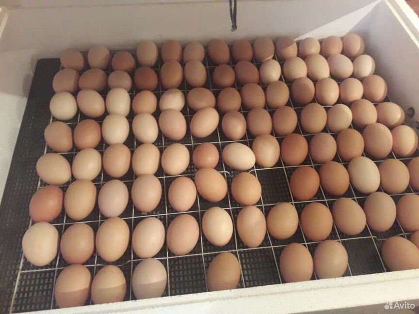 Инкубационное яйцо курица. Доминант+ Другие породы