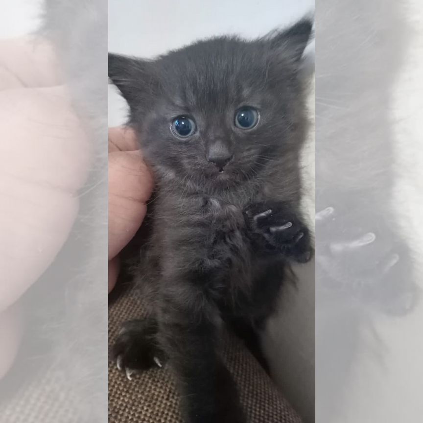 Котята медвежата