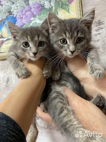 Сибирские Котятки Отличный Характер