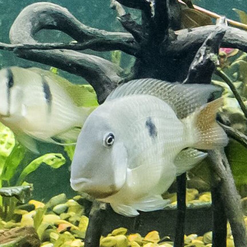 Гвианокары Гейи почти годовалые