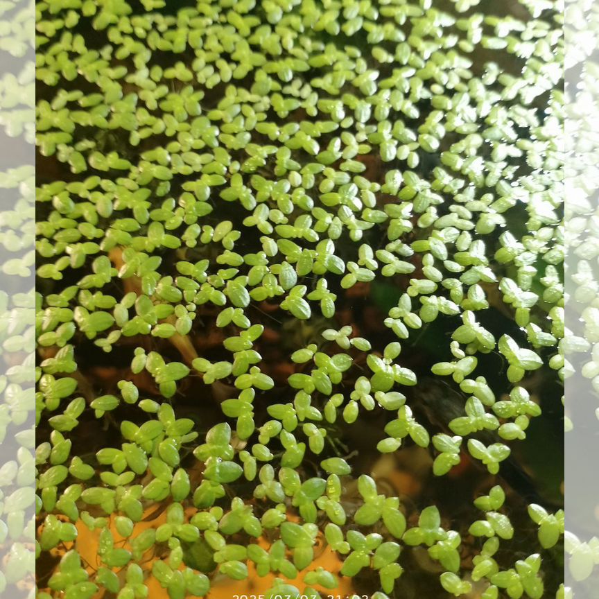 Ряска, водоросль