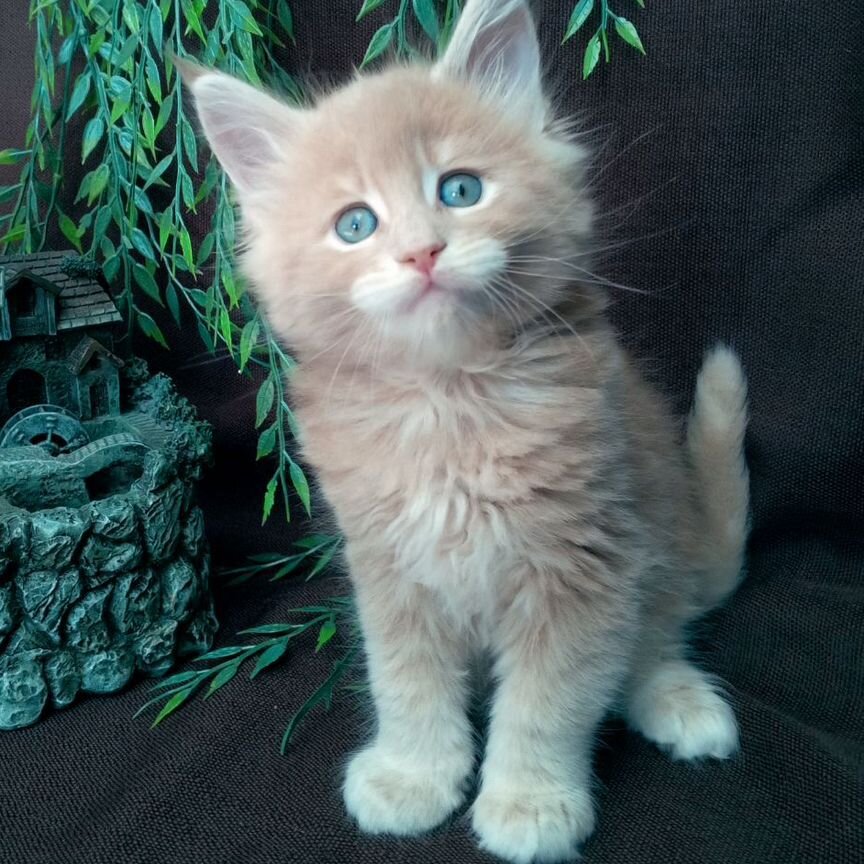 Котята мейн кун мальчики