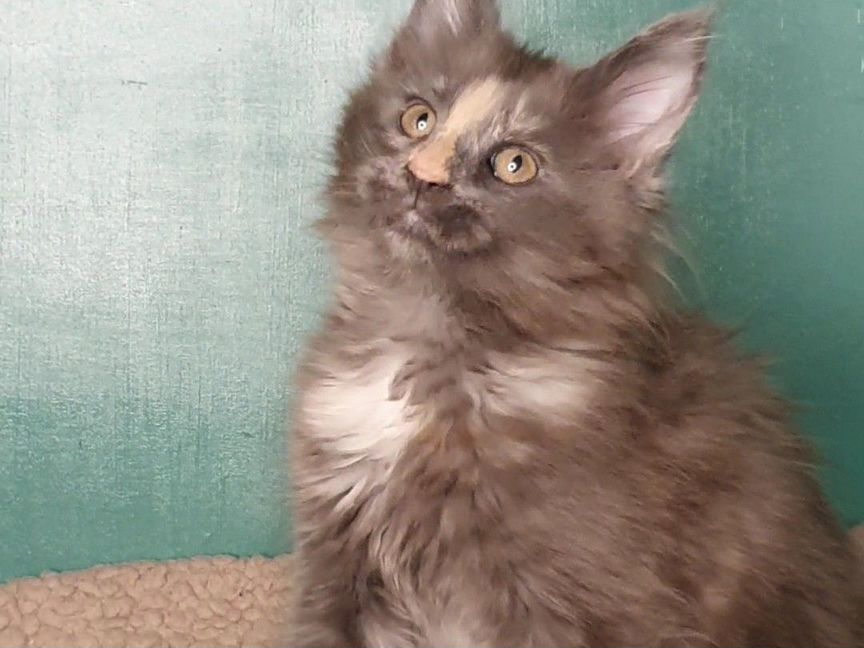 Котята мейн-кун