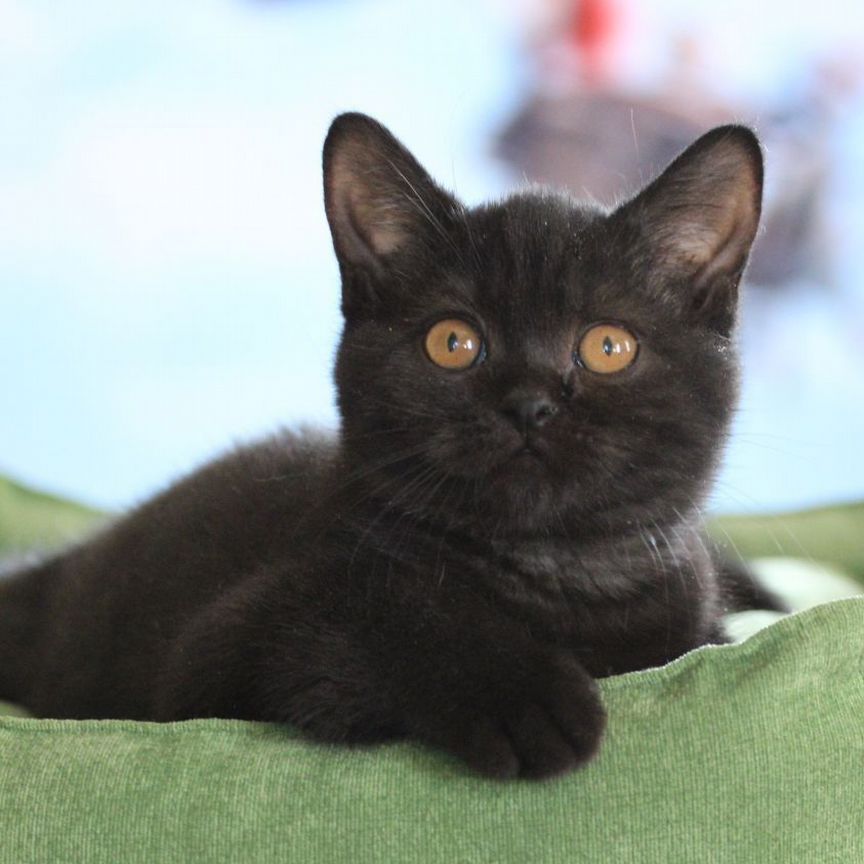 Британский короткошёрстный котёнок