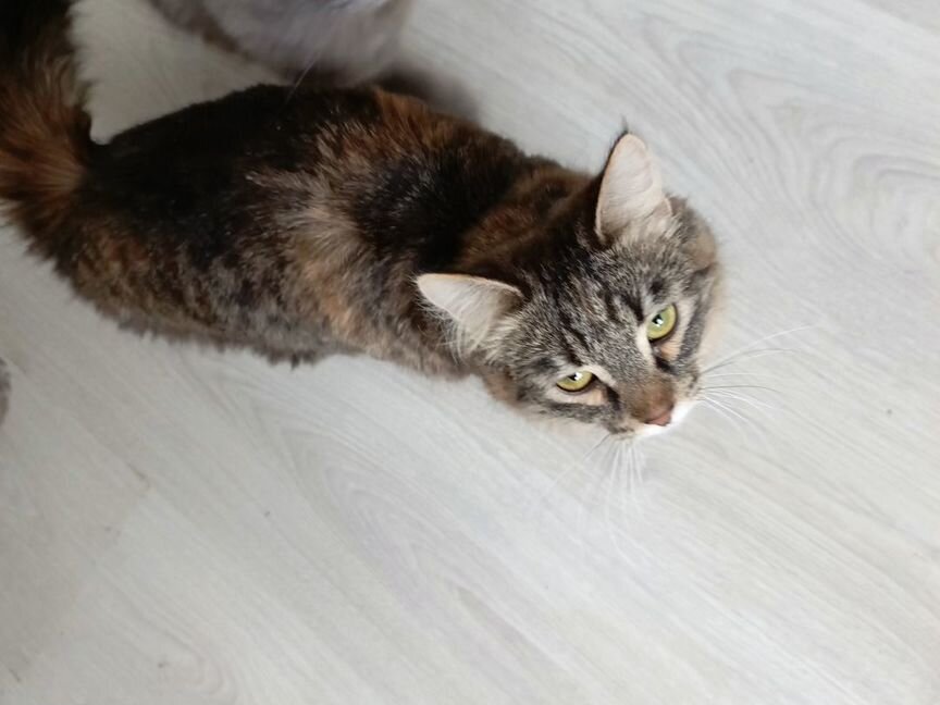 Отдадим кошек в добрые руки