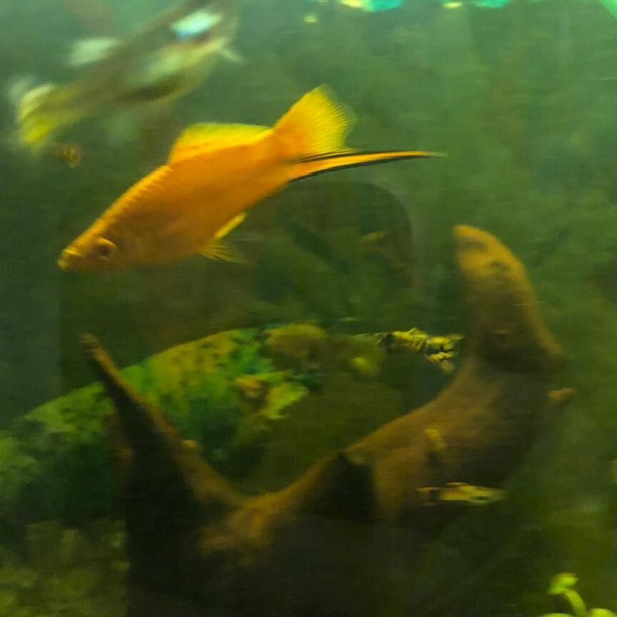 Рыба аквариумная Меченосец молодой