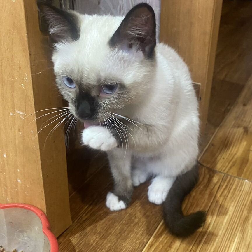 Сиамский котёнок