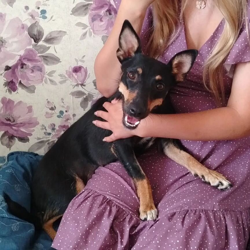 Маленькая собака в добрые руки