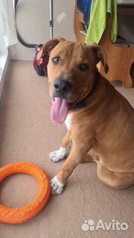 Собака питбуль