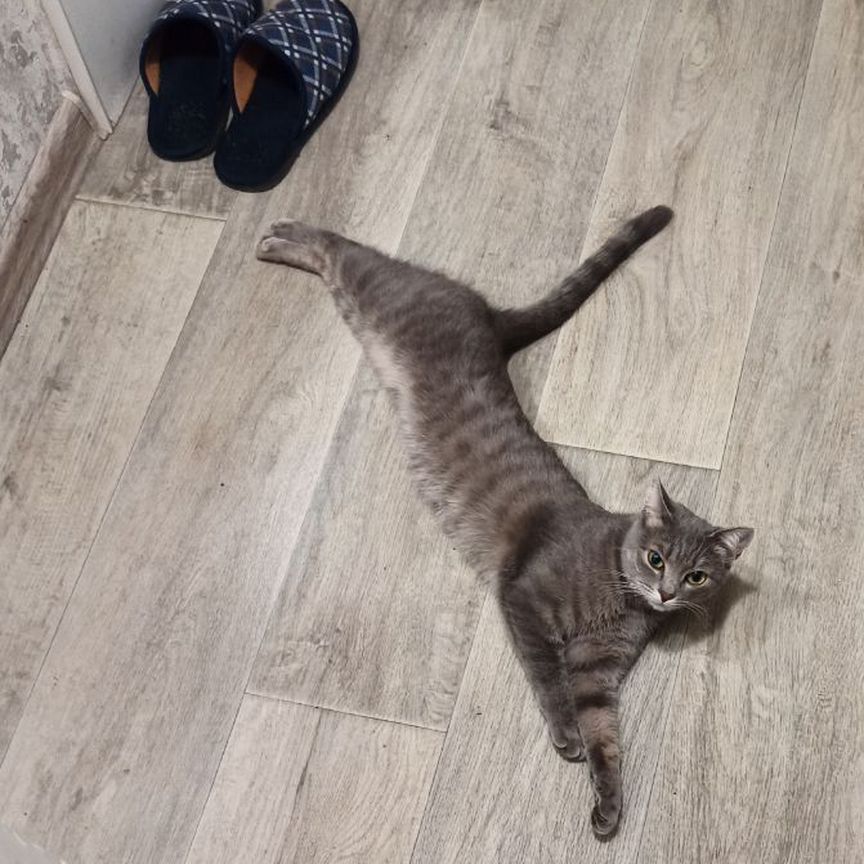 Взрослая, кошка в добрые руки