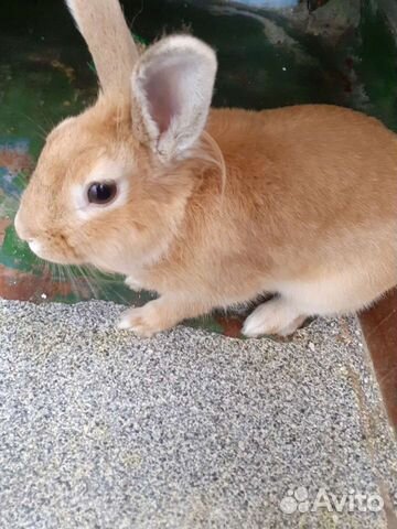 Декоративный кролик