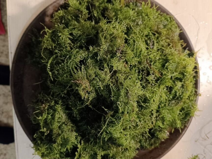 Растения для аквариума