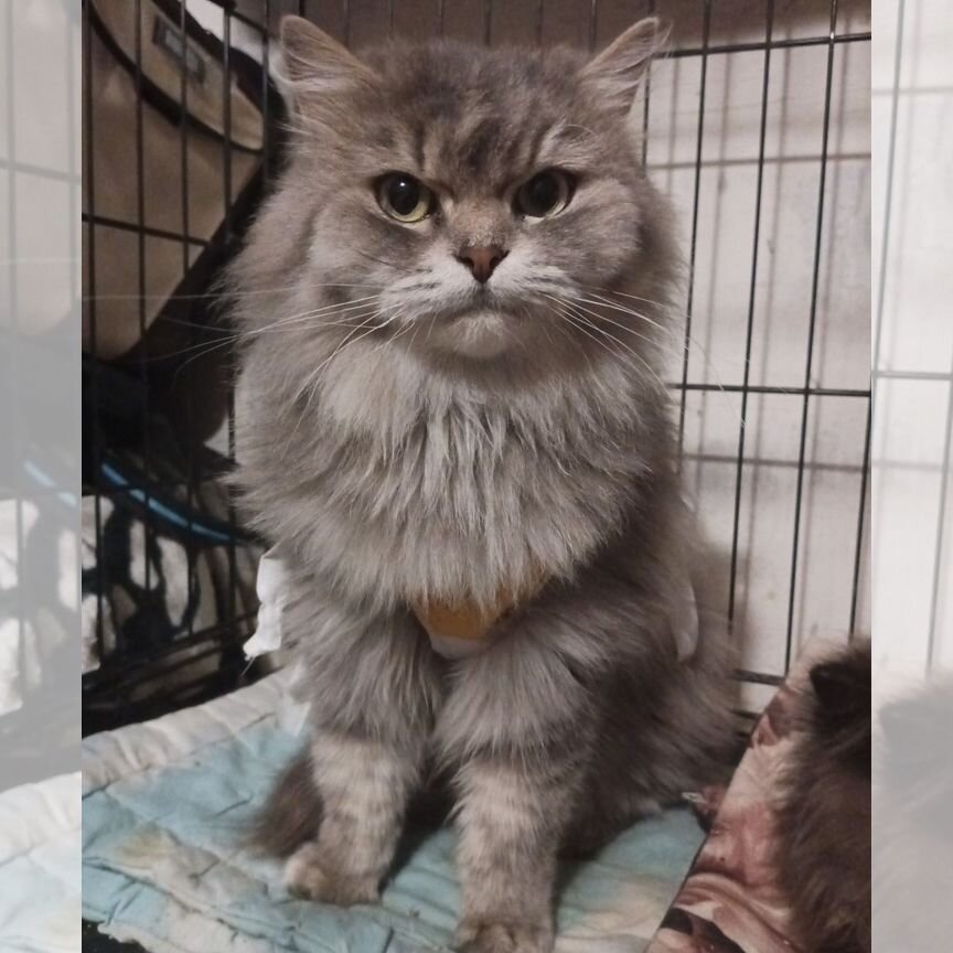 Кошечка перс