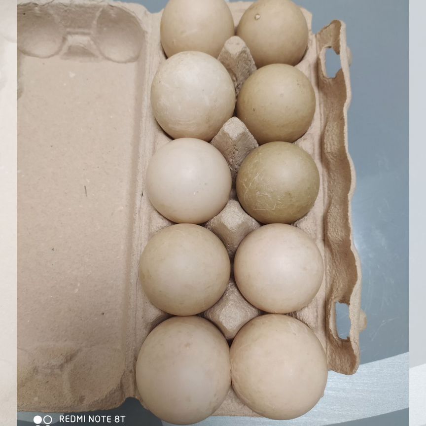 Инкубационные яйцо мускусных уток