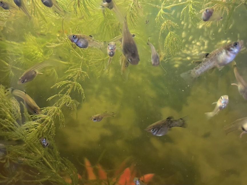 Моллинезии и гуппи