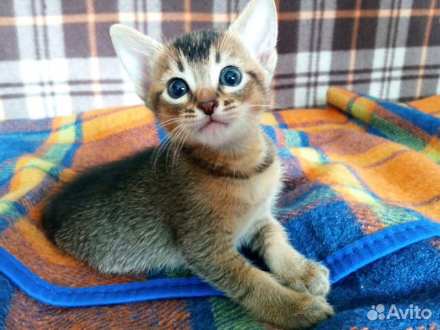 Кошечка