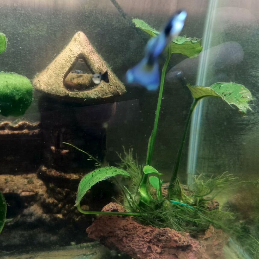 Гуппи московские синие