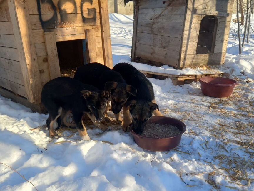 Щенки мерзнут