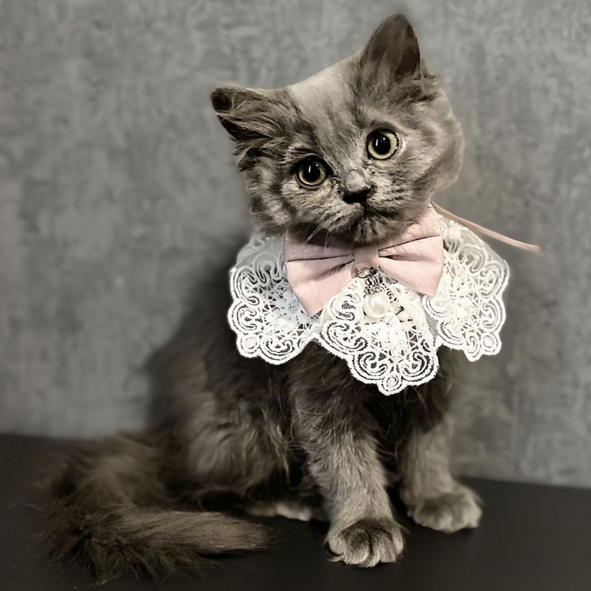 Манчкин котёнок