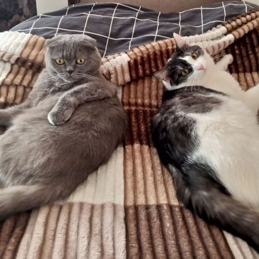 Шотландский вислоухий короткошёрстный, взрослый кот