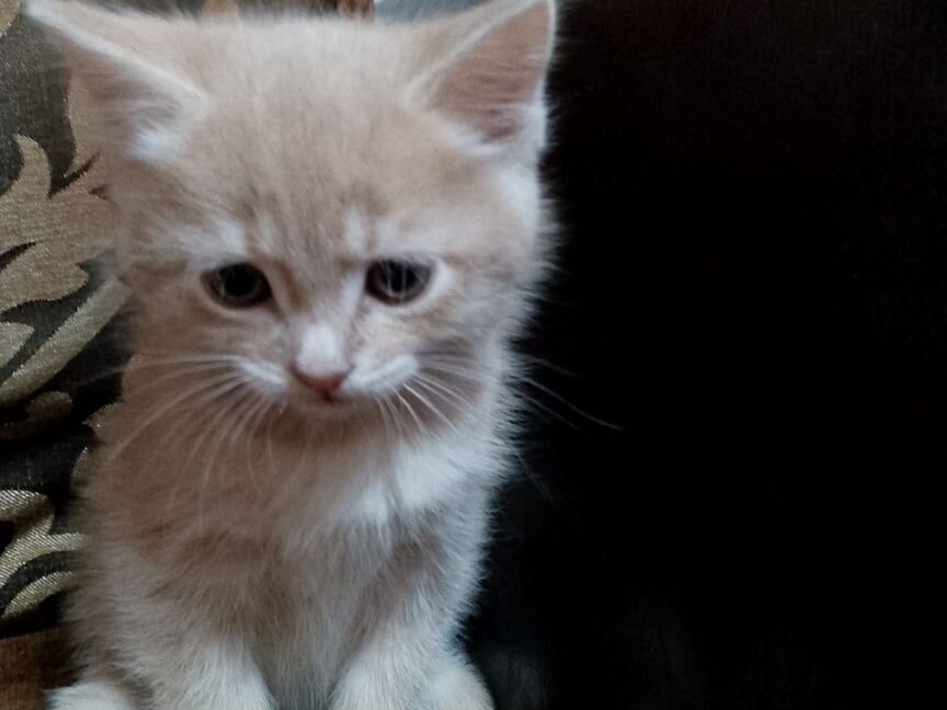 Кот