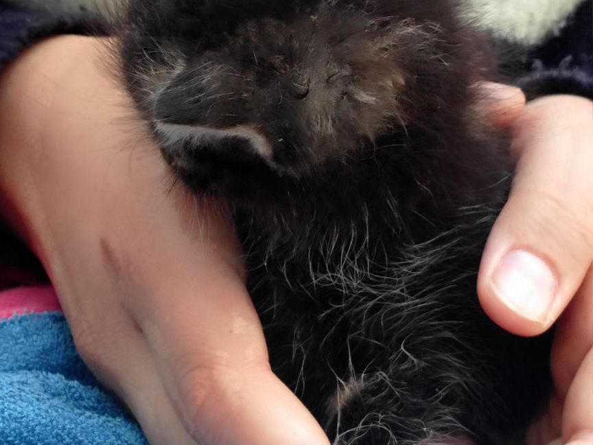 Котенок 2-3 недели