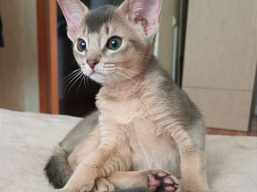 Абиссинская