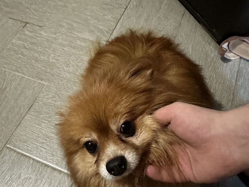 Собака шпитц