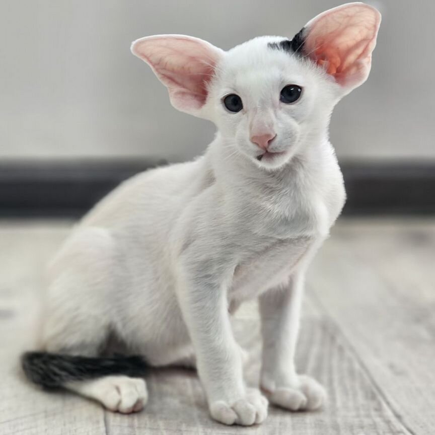 Ориентальный котёнок