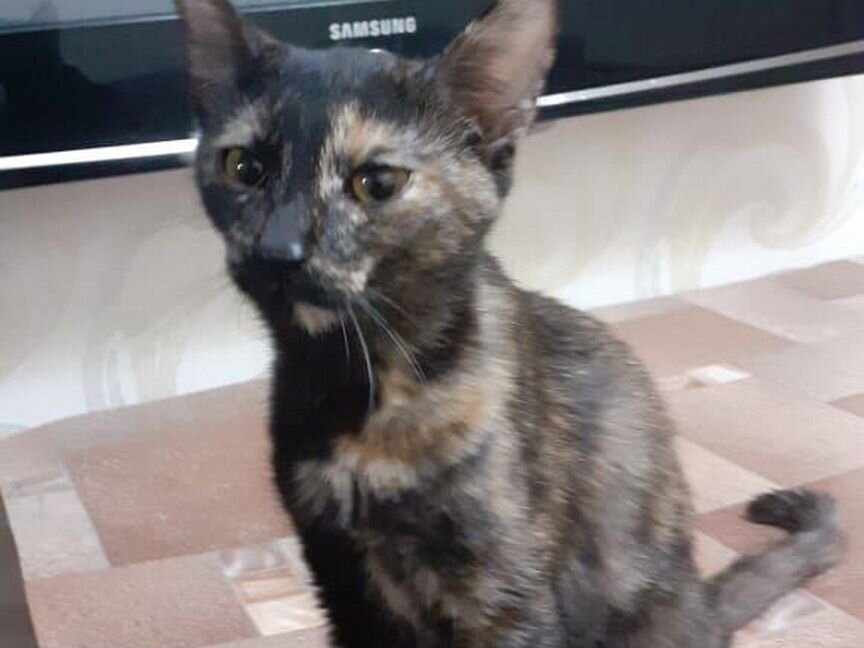 Котёнок Муза