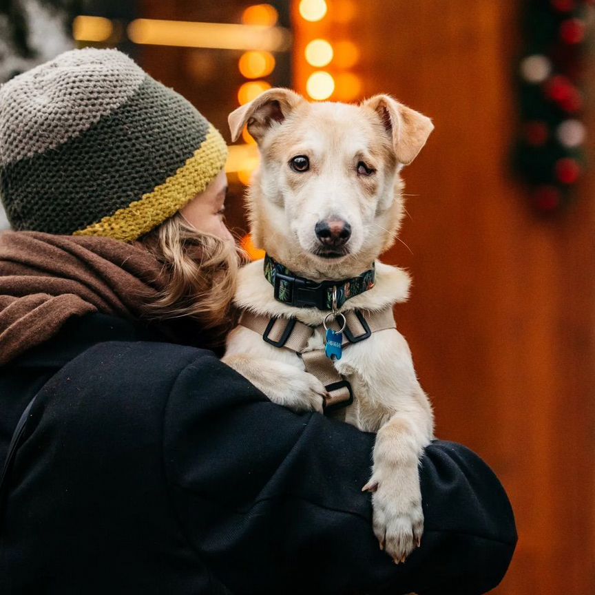 Взрослая собака в добрые руки