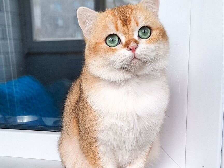 Британский кот