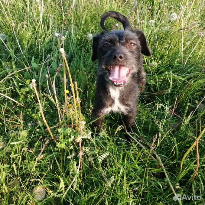 Маленькая юная собака в добрые руки