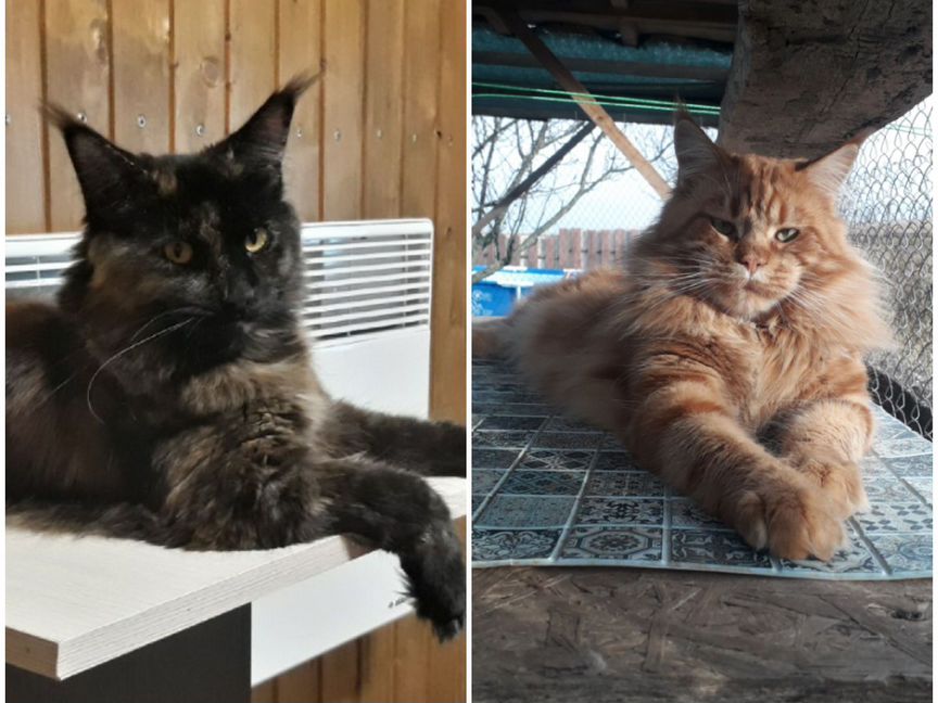 Котята мейн-кун