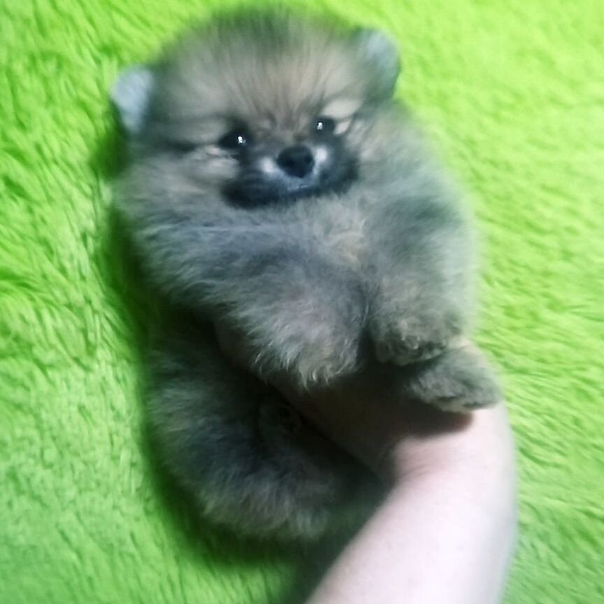Померанский шпиц, щенок