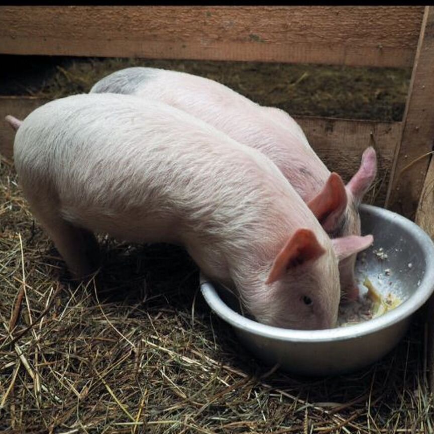 Отходы для животных