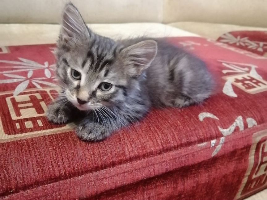 Котята курильский бобтейл