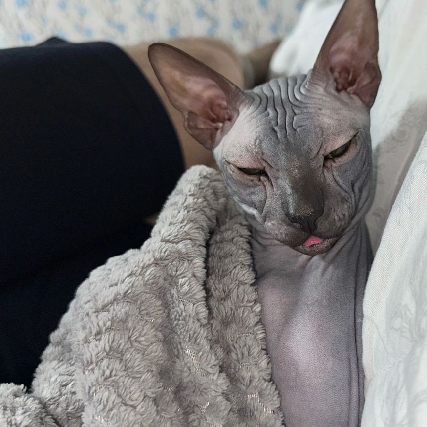 Кот донской сфинкс вязка
