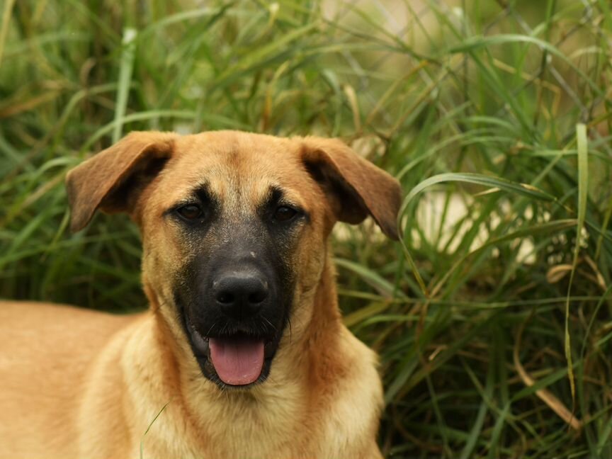 Щенок Агата в добрые руки