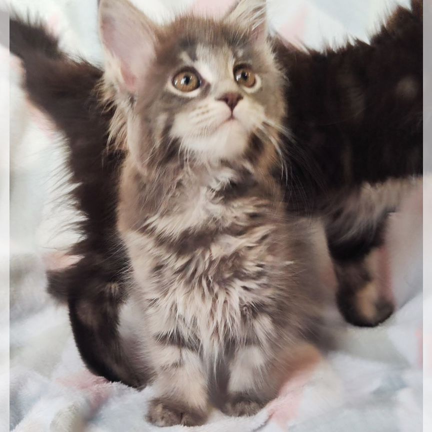 Мейн-кун котёнок