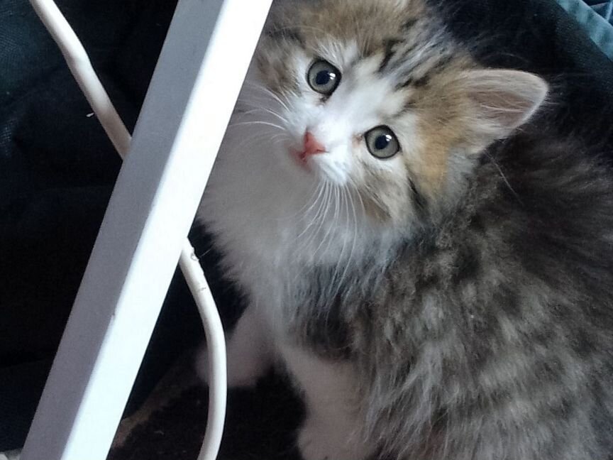 Осталось два кота