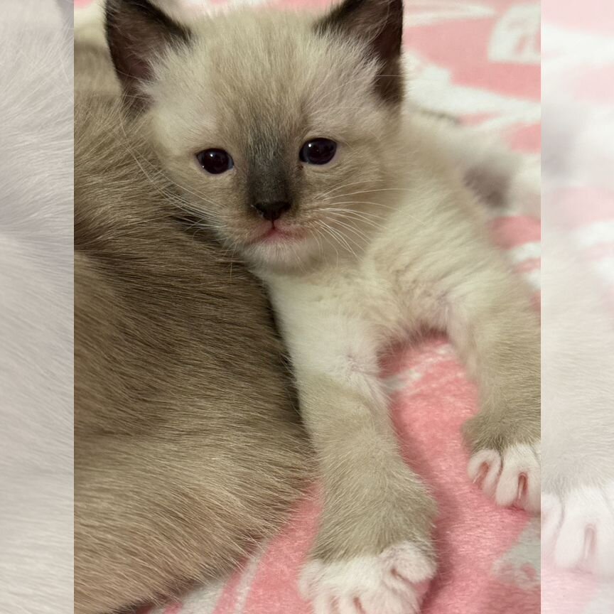 Тайский котёнок