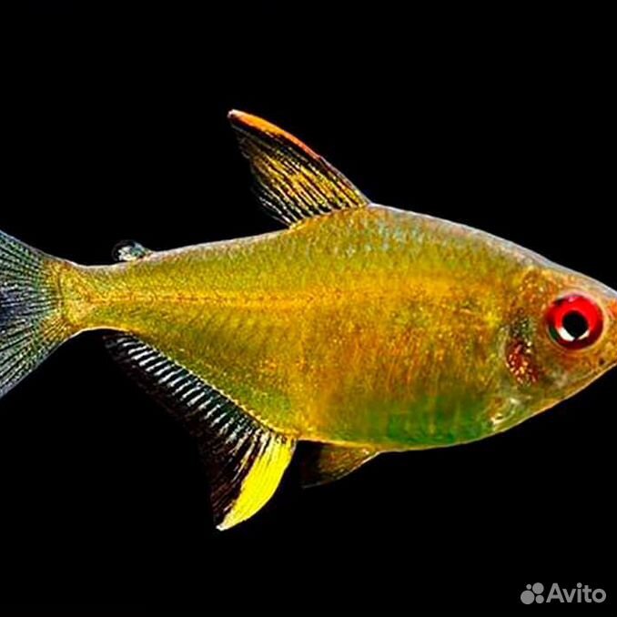 Тетра Лимонная (арт 6126)