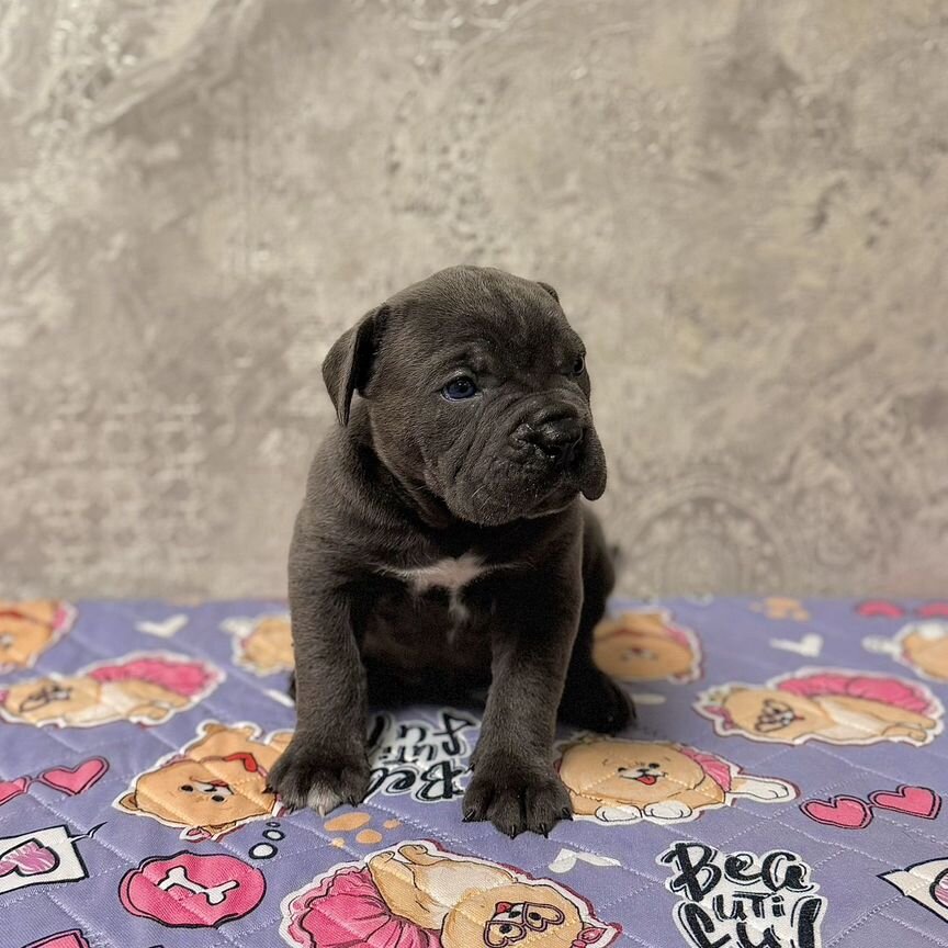 Кане-корсо, щенок