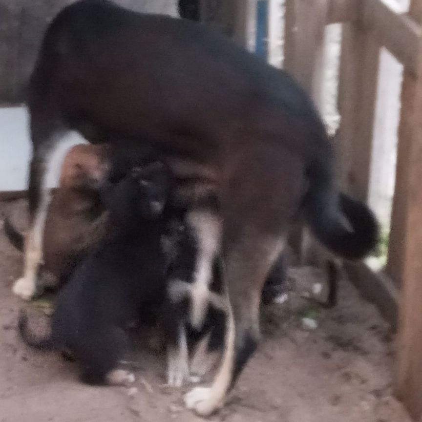 Щенок в добрые руки