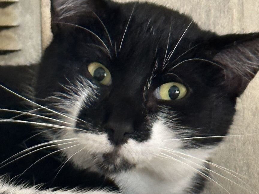 Котенок Чук