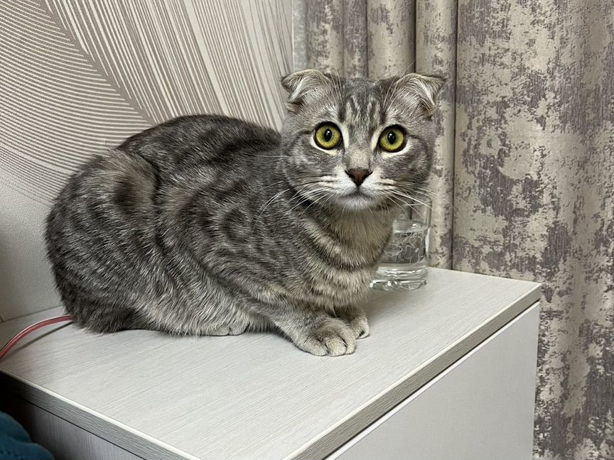Кот скоттиш-фолд