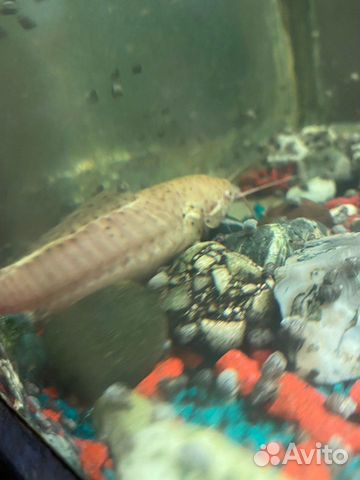 Аквариумные рыбки