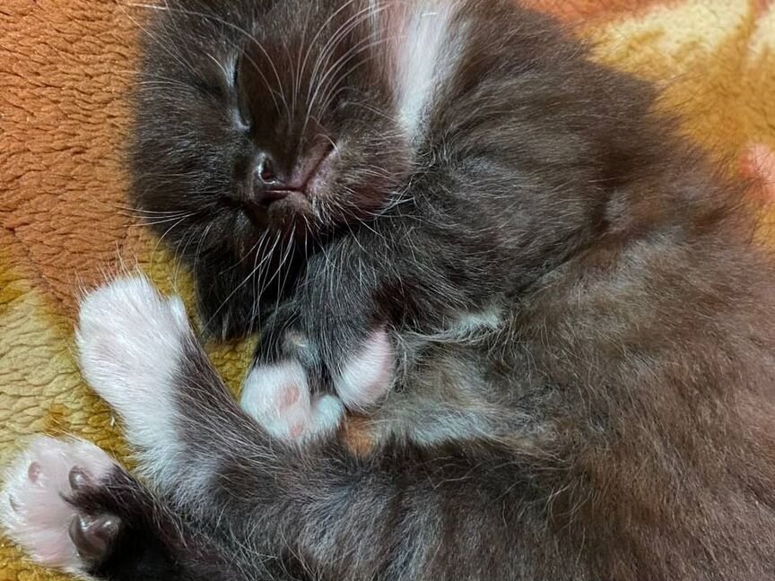 Котята в добрые руки (мальчик и девочка)