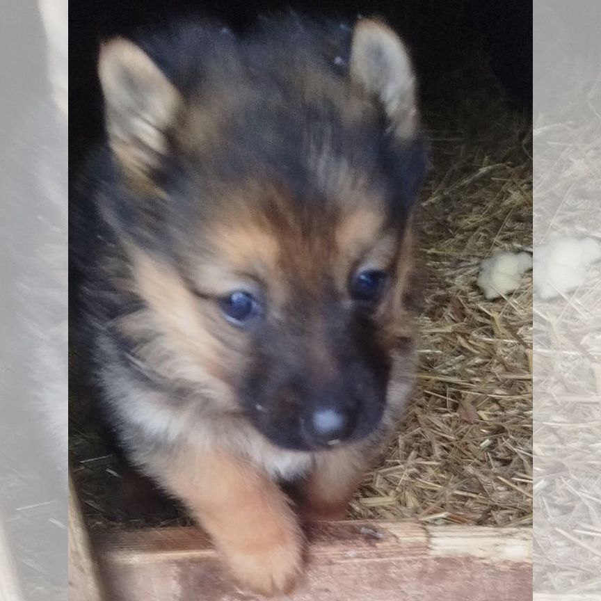 Немецкая овчарка, щенок